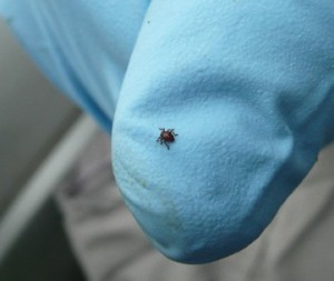 Braula fly « Bee Aware