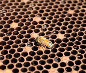 American foulbrood « Bee Aware