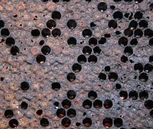 American foulbrood « Bee Aware