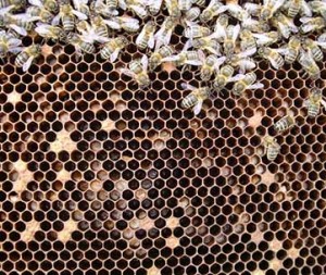 European foulbrood « Bee Aware