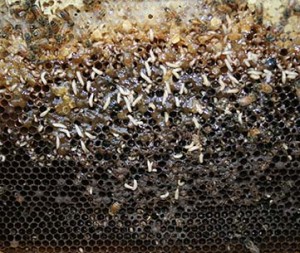 Small hive beetle « Bee Aware