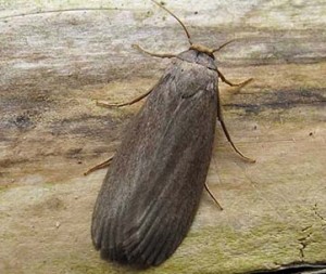 Wax moth « Bee Aware