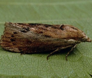 Wax moth « Bee Aware