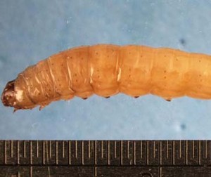 Wax moth « Bee Aware