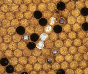 Wax moth « Bee Aware