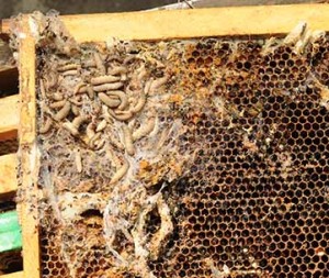 Small hive beetle « Bee Aware