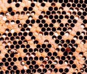Chalkbrood disease « Bee Aware