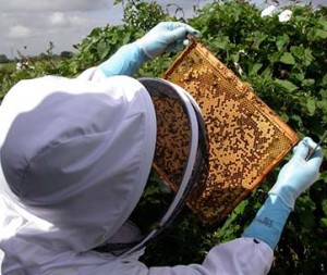 Nosema « Bee Aware