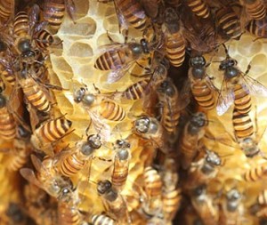 Asian honey bee « Bee Aware