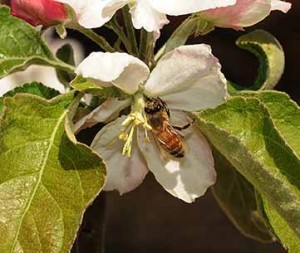 Apples & pears « Bee Aware