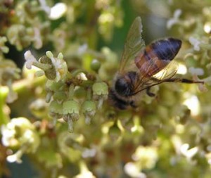 Lychees « Bee Aware