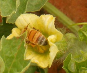 Melons « Bee Aware