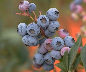Blueberries « Bee Aware