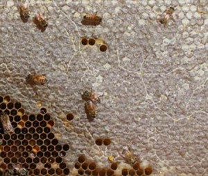 Braula fly « Bee Aware