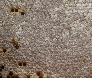 Braula fly « Bee Aware