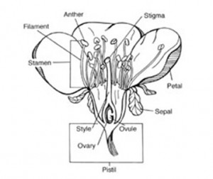Pollination « Bee Aware