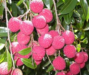 Lychees « Bee Aware