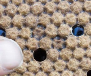 American foulbrood « Bee Aware