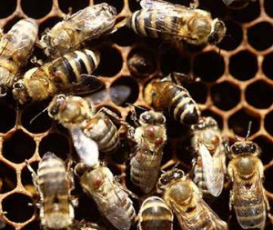 Varroa mites « Bee Aware